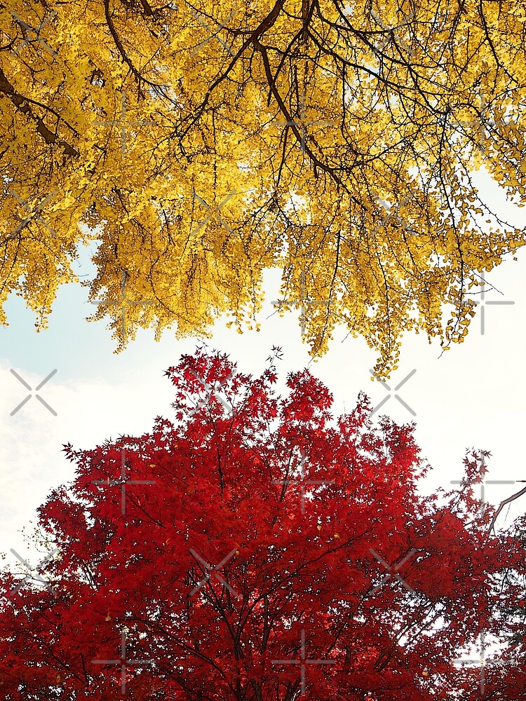 "Beautiful scenery red and yellow trees" Poster for Sale by ...