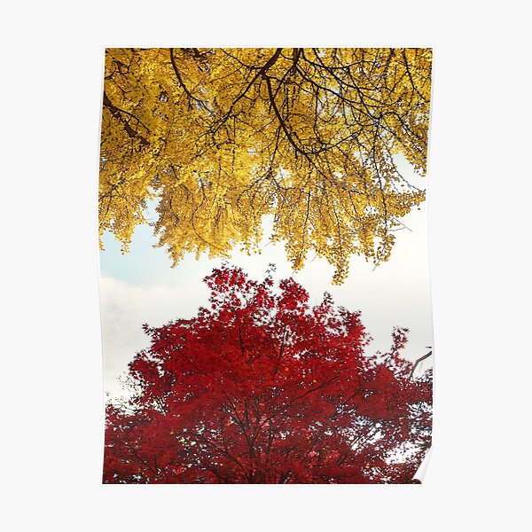 "Beautiful scenery red and yellow trees" Poster for Sale by ...