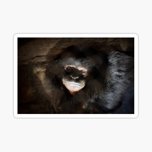 "Howler Monkey" Sticker for Sale by venny | Redbubble