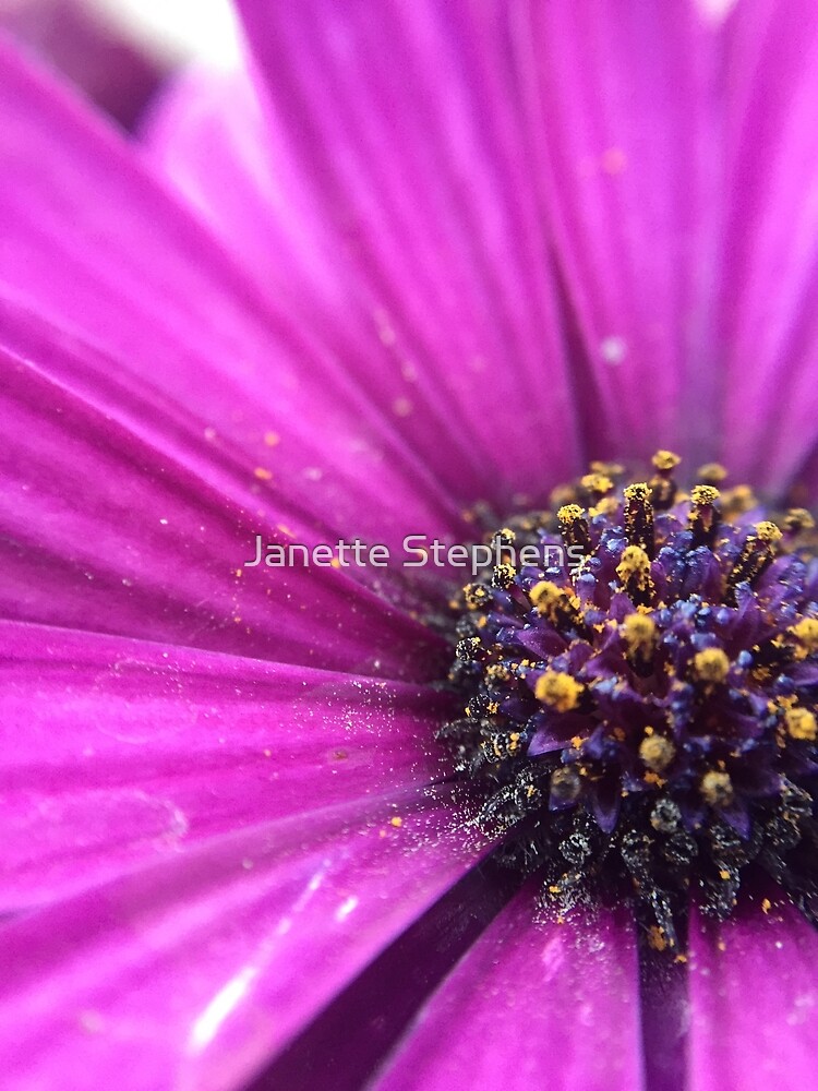 "Pollenated" Photographic Print for Sale by janettemsu | Redbubble