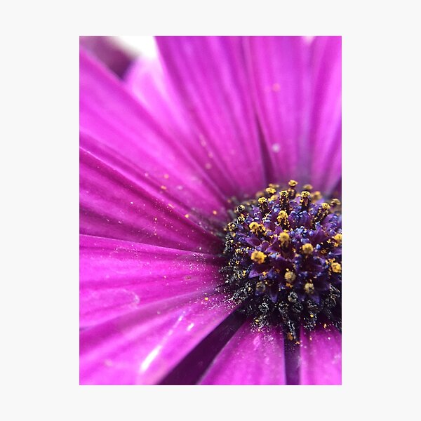 "Pollenated" Photographic Print for Sale by janettemsu | Redbubble