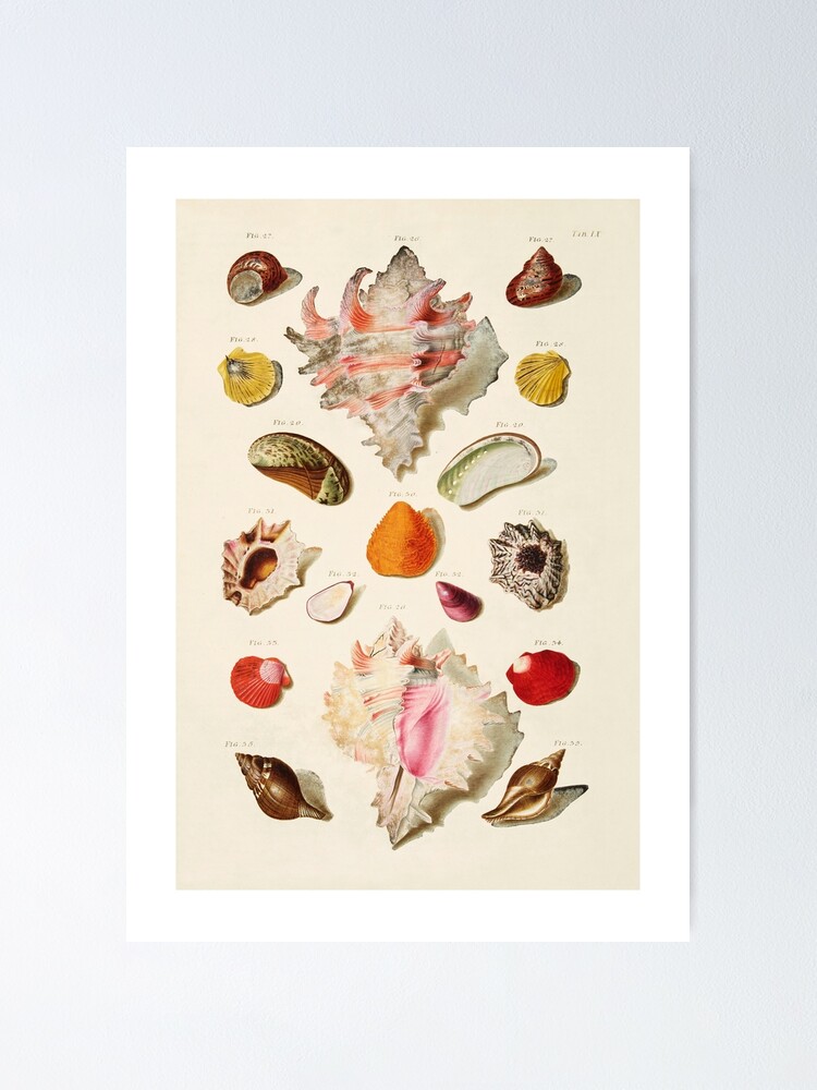 "Vintage Sea nature shell" Poster for Sale by ohoraart | Redbubble