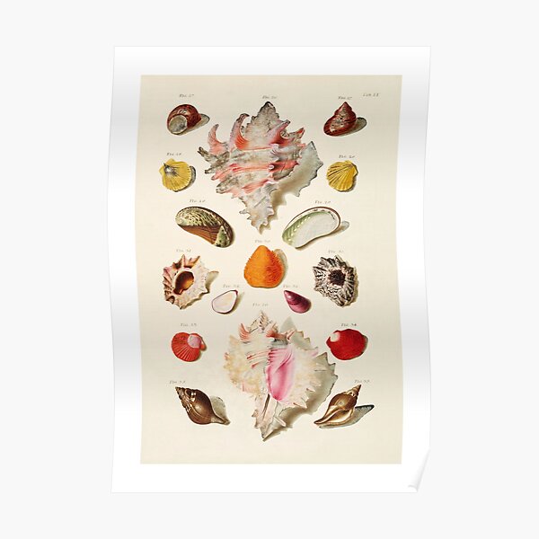 "Vintage Sea nature shell" Poster for Sale by ohoraart | Redbubble