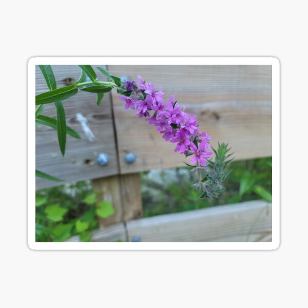 "Flower Outside of wooden fence" Sticker for Sale by thechasbowie ...