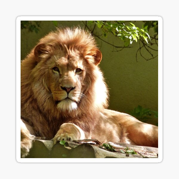 "Male Lion Laying Down" Sticker for Sale by Taceo10 | Redbubble