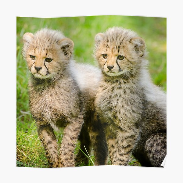 "Cute Baby Cheetahs" Poster for Sale by Taceo10 | Redbubble