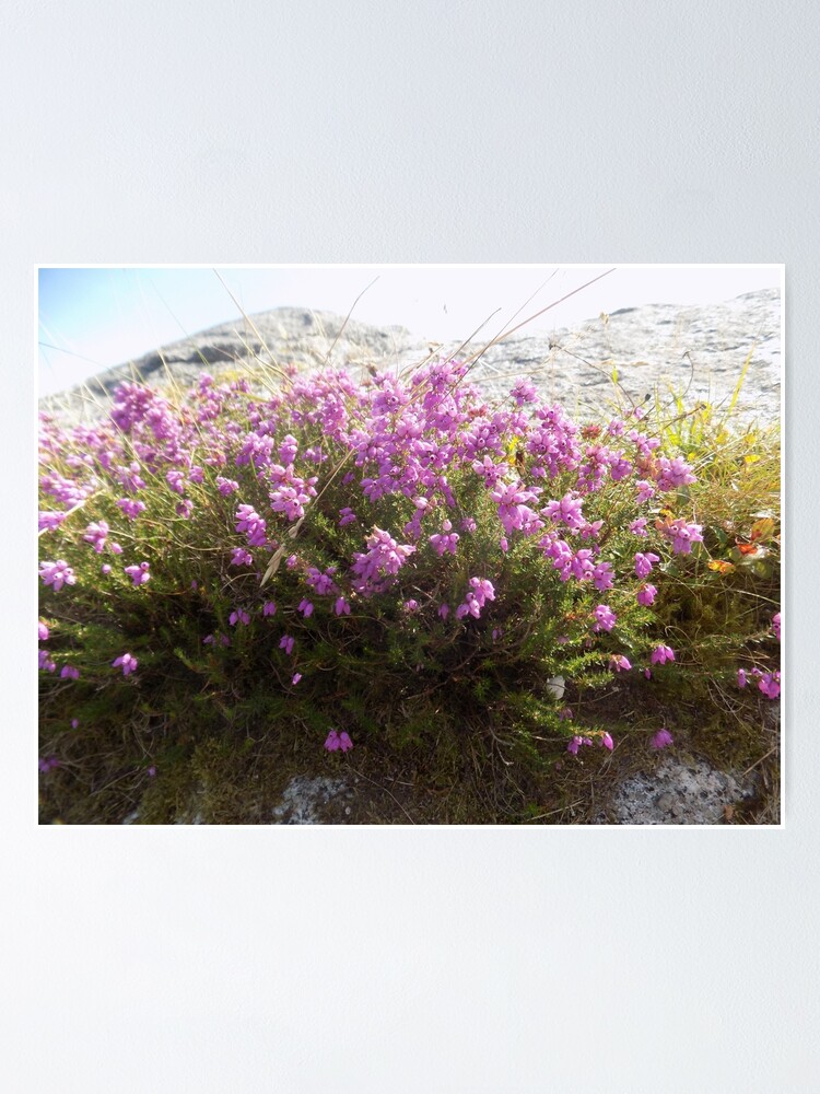 "Heather" Poster for Sale by Photos-by-Eddie | Redbubble