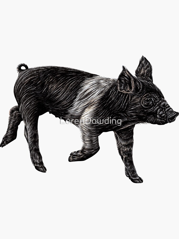"Hampshire pig piglet" Sticker for Sale by LorenDowding | Redbubble