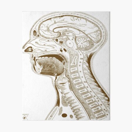 Lámina rígida «Human Head Anatomy por EncycloArt | Camiseta de ...