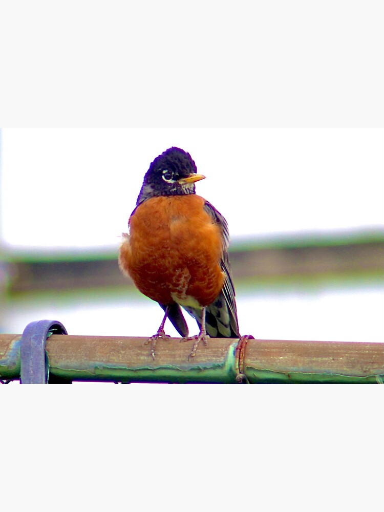 "American robin" Sticker for Sale by JoshPhoto | Redbubble