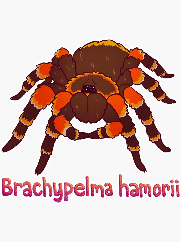 "Red-Kneed Tarantula Scientific Name" Sticker for Sale by ghostcashew ...