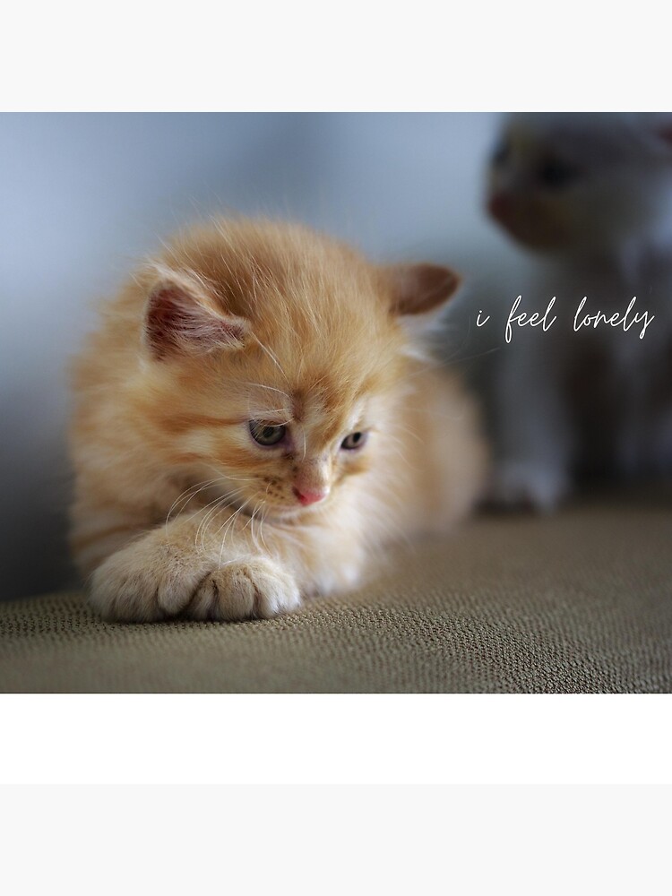 "cat meme" Art Print for Sale by minama2001 | Redbubble