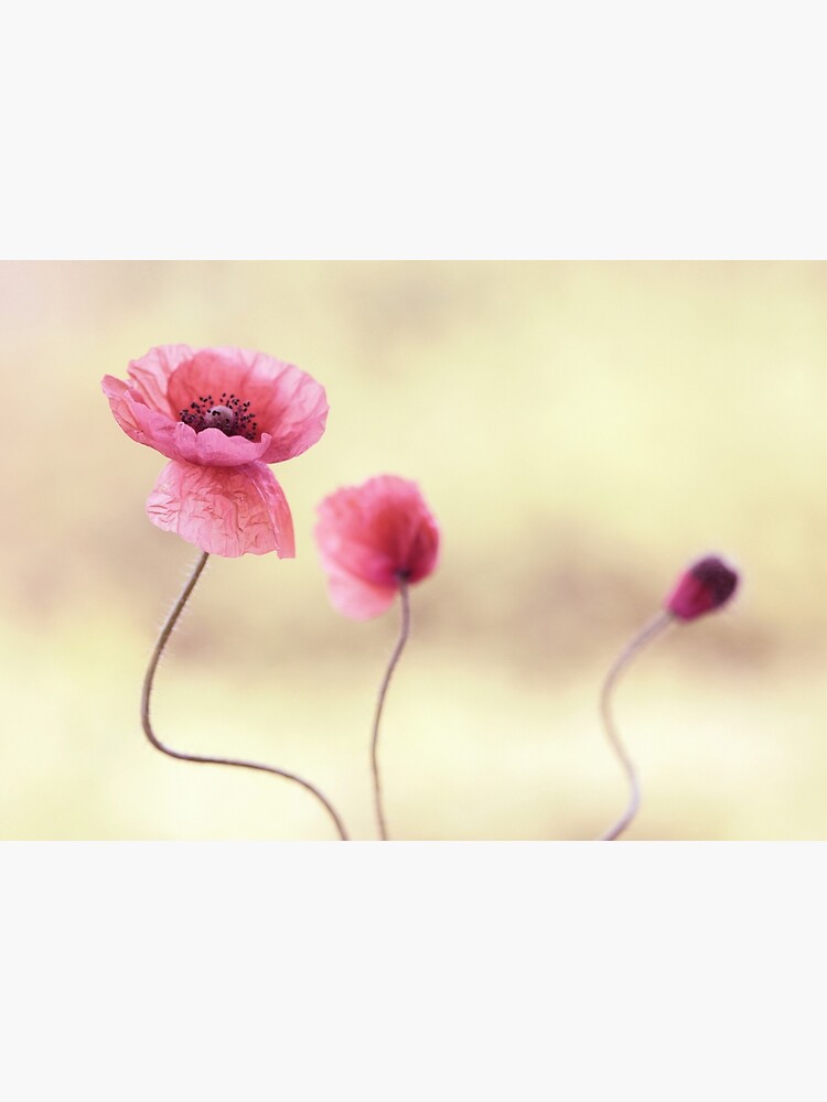 "Pink poppy flowers" Poster for Sale by Catrinann | Redbubble