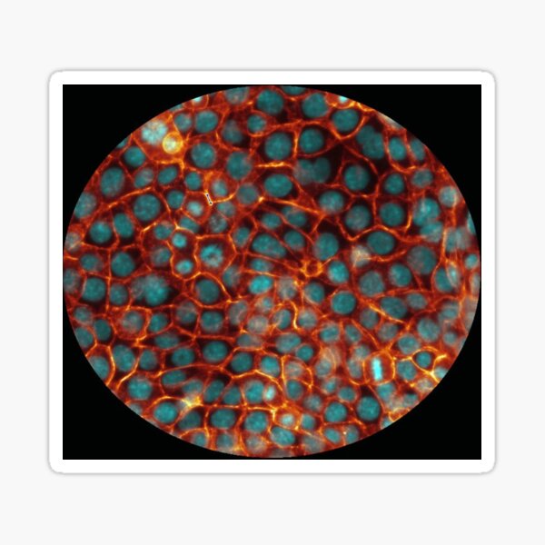 "Membranes and nuclei - icy hot blue and orange" Sticker for Sale by ...