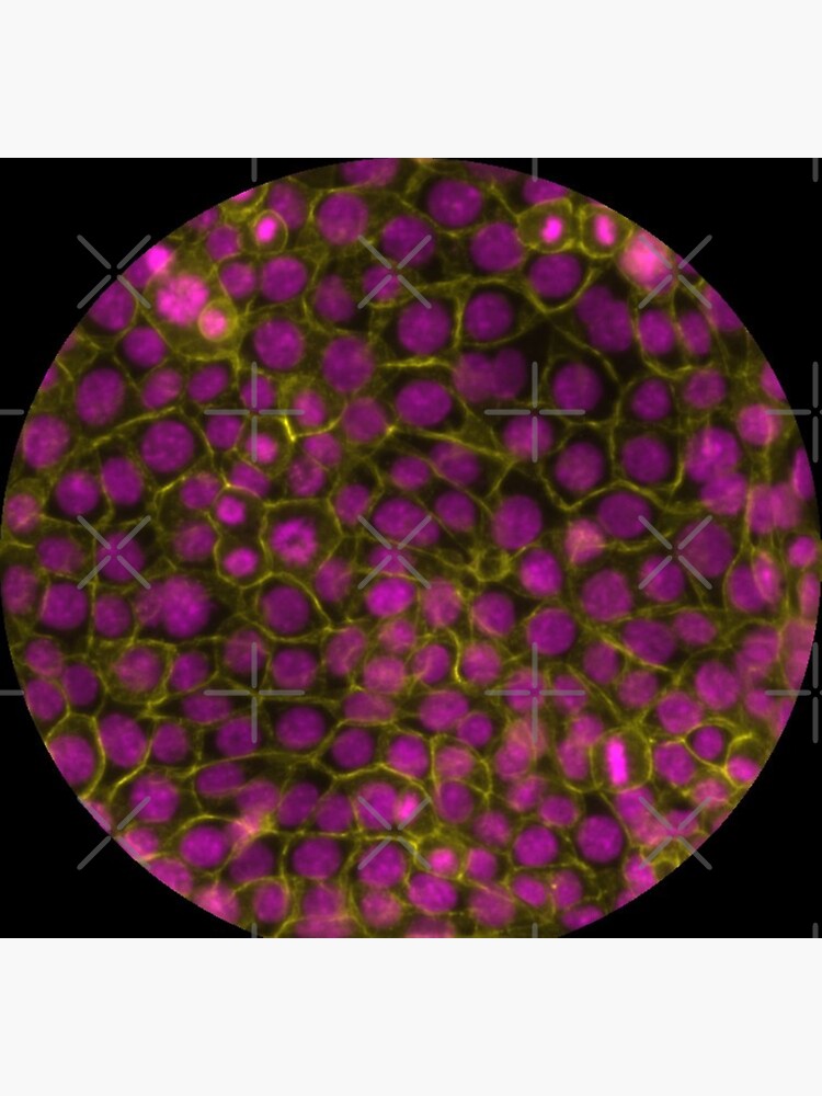 "Membranes and nuclei - magenta and gold" Sticker for Sale by ...