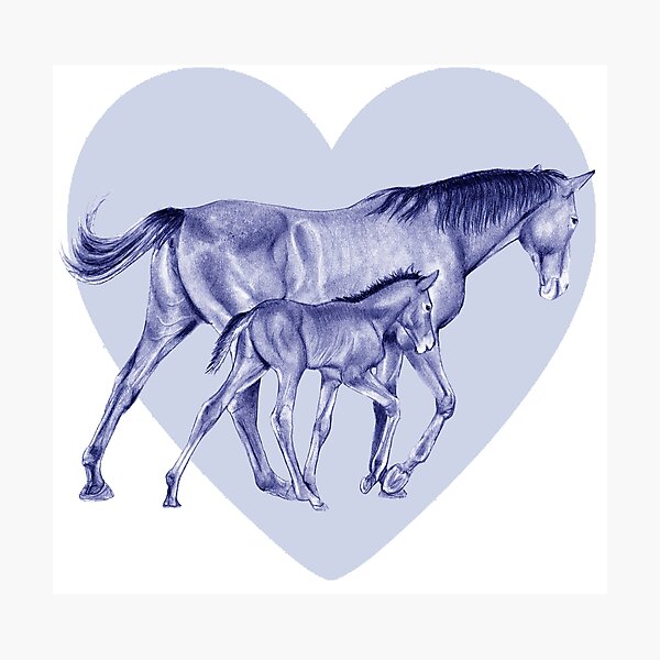 Lámina fotográfica «Potro y yegua caminando - versión en color azul ...