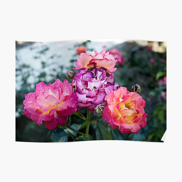"Neon Pink Roses 1" Poster for Sale by nastiaart | Redbubble