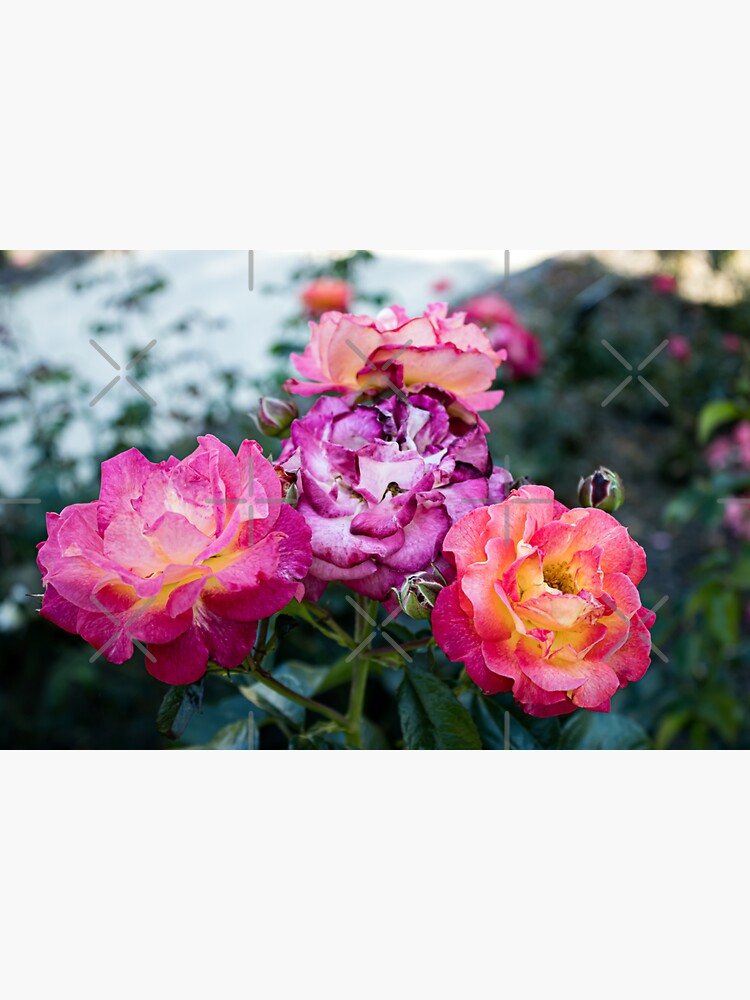 "Neon Pink Roses 1" Sticker for Sale by nastiaart | Redbubble