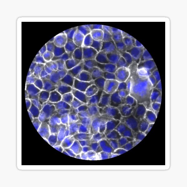 "Membranes and nuclei - blue and silver" Sticker for Sale by ...