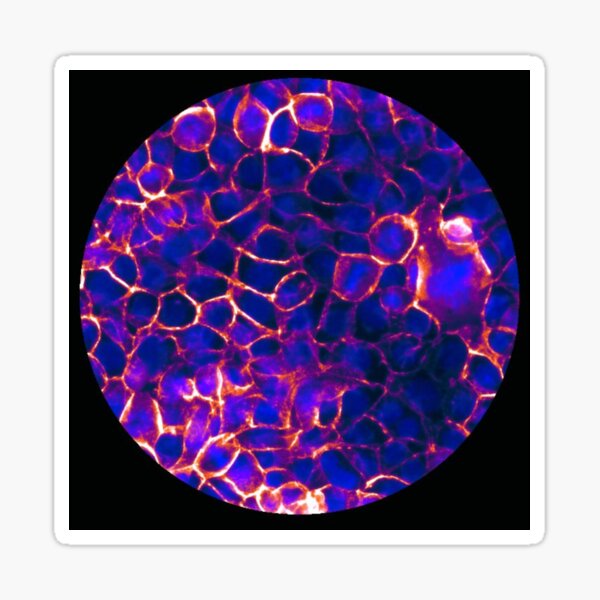 "Membranes and nuclei - blue and gold" Sticker for Sale by ArtByScience ...