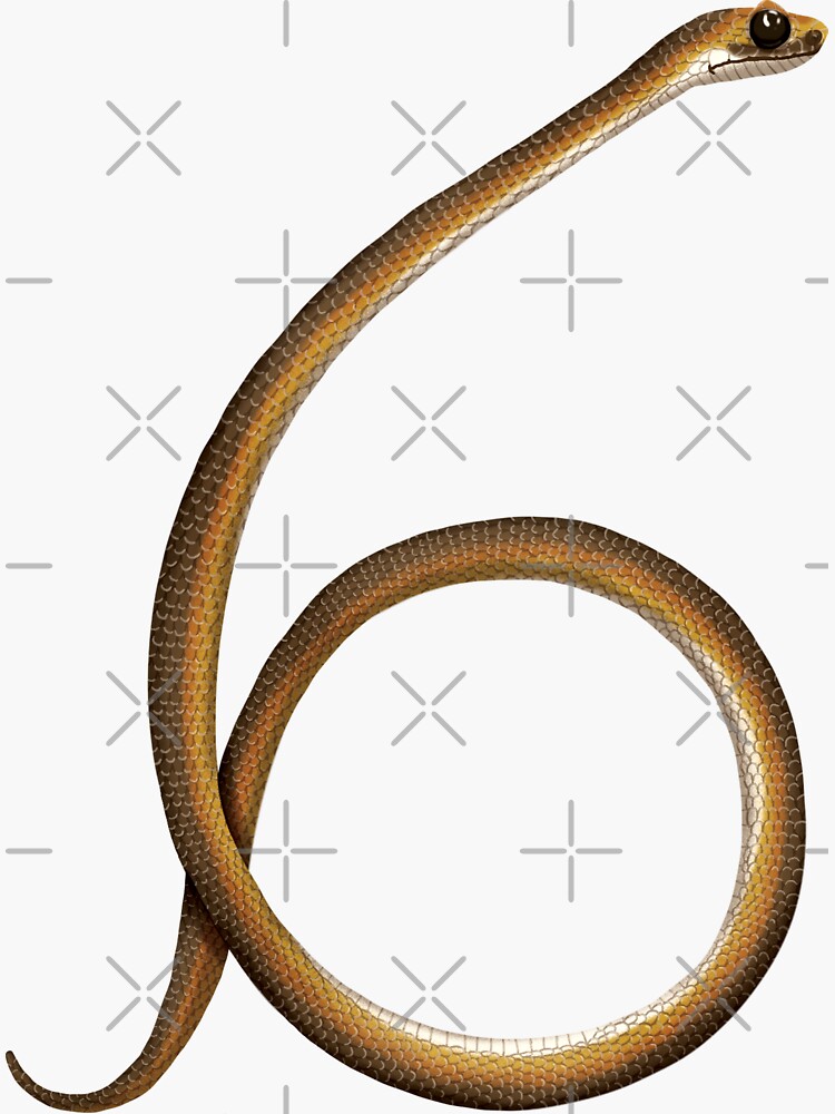 "6 - Lowland copperhead snake" Sticker for Sale by miim-ilustra | Redbubble