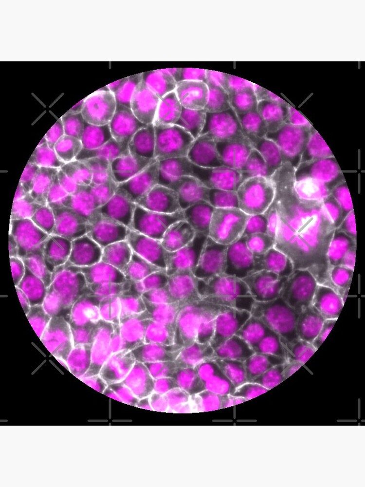 "Membranes and nuclei - pink and silver" Sticker for Sale by ...