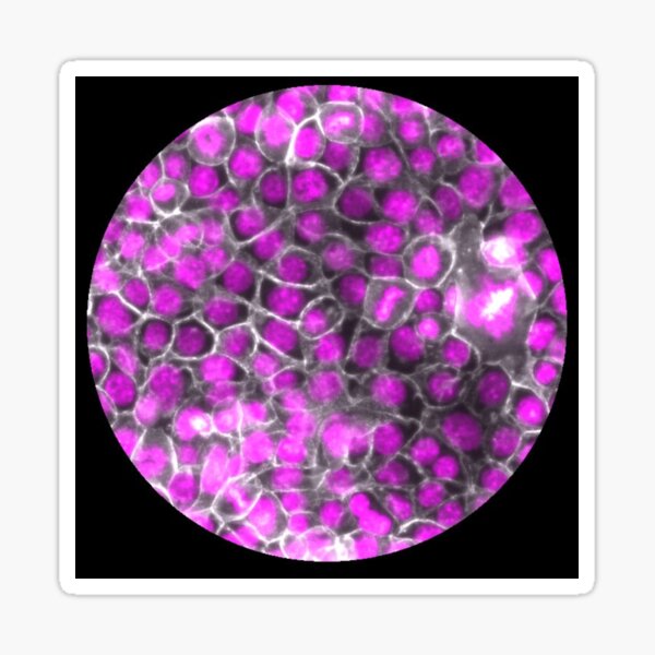 "Membranes and nuclei - pink and silver" Sticker for Sale by ...