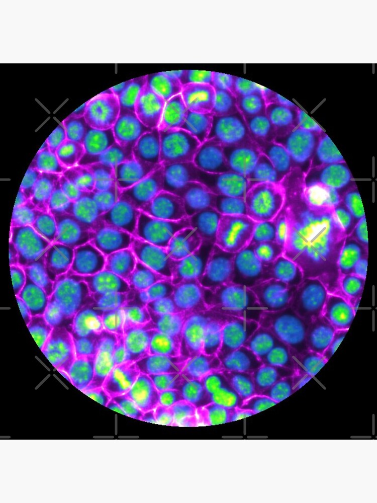 "Membranes and nuclei - neon blue green and pink" Sticker for Sale by ...