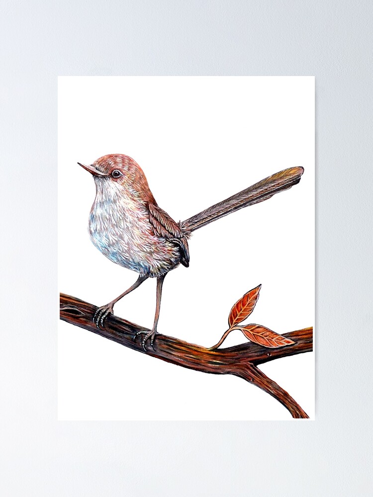"Little Miss Fairy Wren" Poster for Sale by LindArt1 | Redbubble