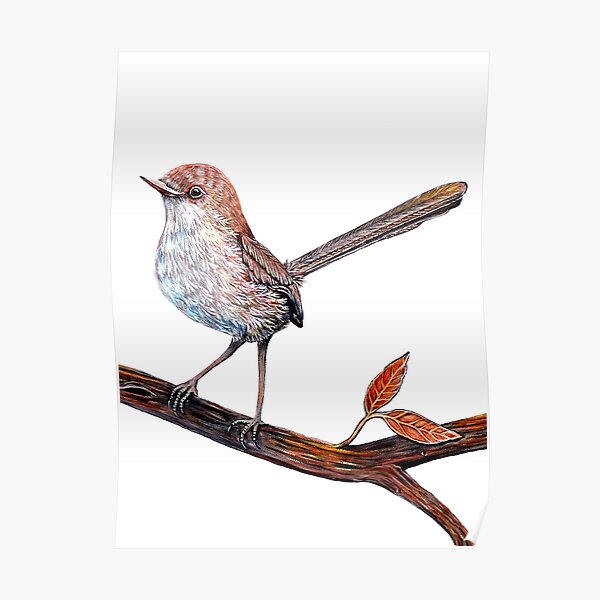 "Little Miss Fairy Wren" Poster for Sale by LindArt1 | Redbubble