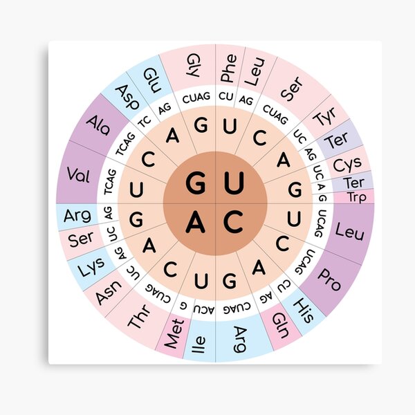 "Codon chart" Canvas Print for Sale by MayumiArt | Redbubble