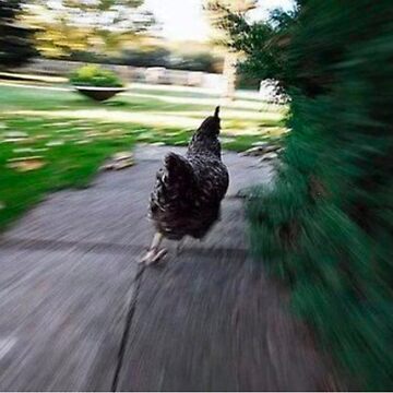 Chicken Running Meme