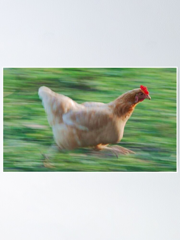 "Running Chicken Meme Funny" Poster for Sale by Listrenect | Redbubble