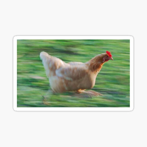 "Running Chicken Meme Funny" Sticker for Sale by Listrenect | Redbubble
