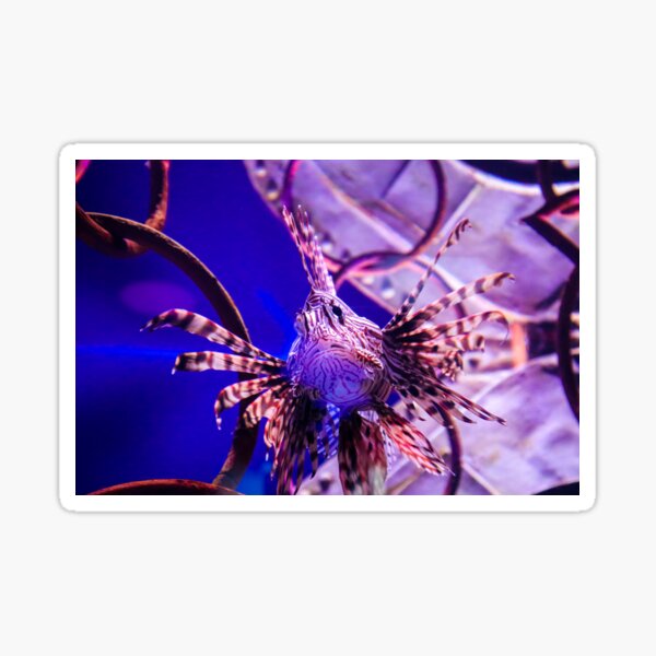 "Candid Lionfish" Sticker for Sale by chenyenie | Redbubble