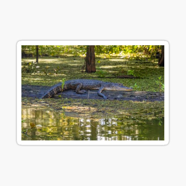 "Resting Alligator in the Swamp" Sticker for Sale by SafariByMarisa ...