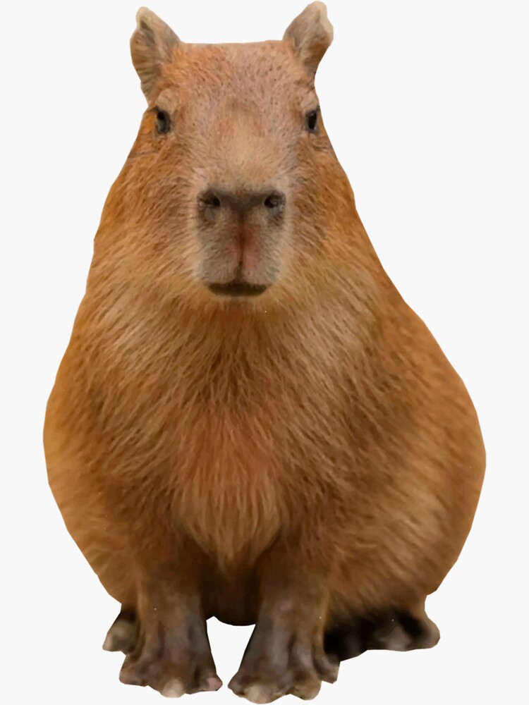"Capybara " Sticker for Sale by DesignssHome | Redbubble