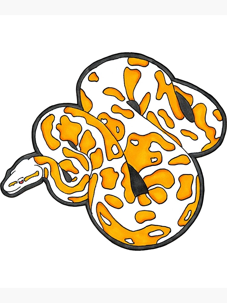 "Albino Ball Python Albino Ball Python " Poster for Sale by ...