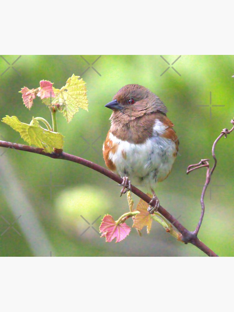 "Eastern Towhee" Sticker for Sale by BirdsnStuff | Redbubble