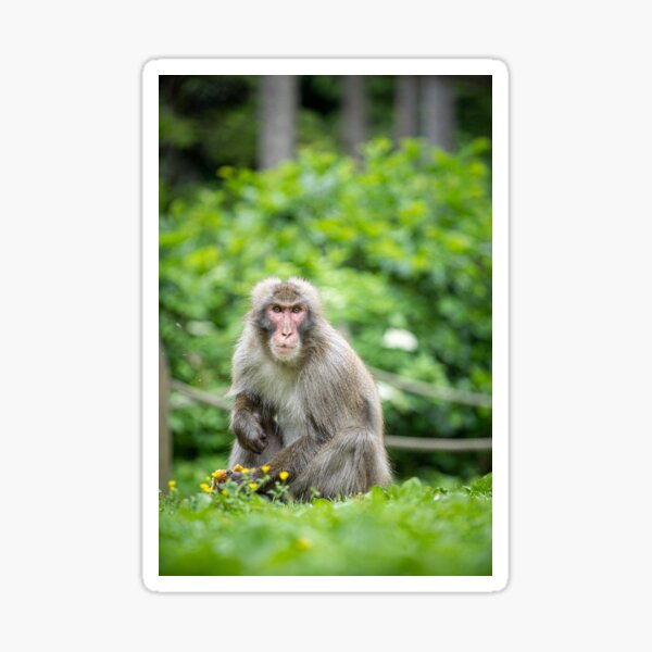 "JAPANESE MACAQUE" Sticker for Sale by BE-FOCUS | Redbubble
