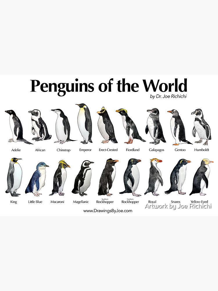 "Penguins of the World" Poster for Sale by Joe Richichi | Redbubble