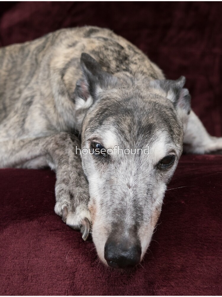 "Brindle greyhound resting" Art Print by houseofhound | Redbubble