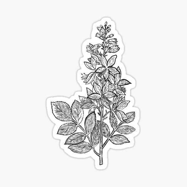 "Healing Dittany Twig" Sticker for Sale by Mondakranta | Redbubble