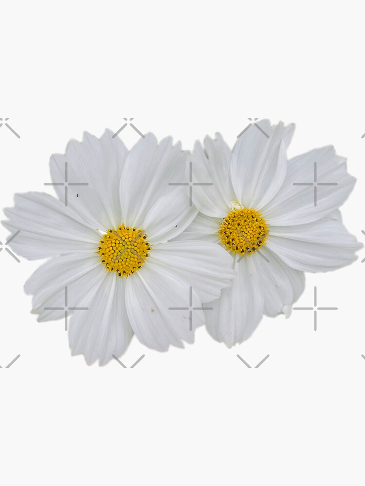 "white flower" Sticker for Sale by MiRas7 | Redbubble