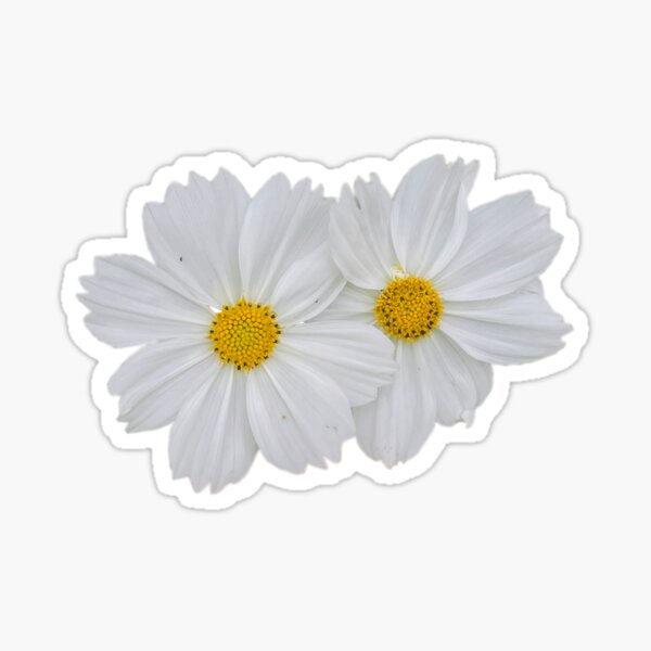 "white flower" Sticker for Sale by MiRas7 | Redbubble