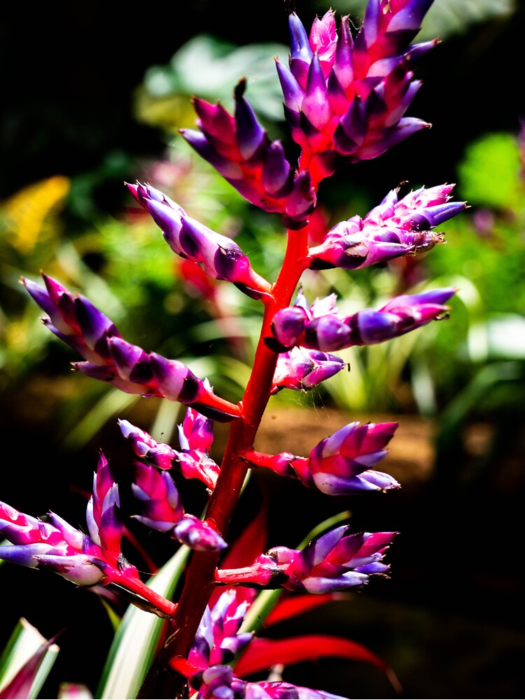 "aechmea plant" Sticker for Sale by Araveen-Photo | Redbubble