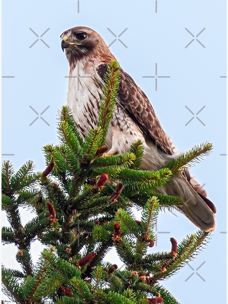 "Adult Red Tailed Hawk Portrait" Sticker for Sale by Annariaart | Redbubble