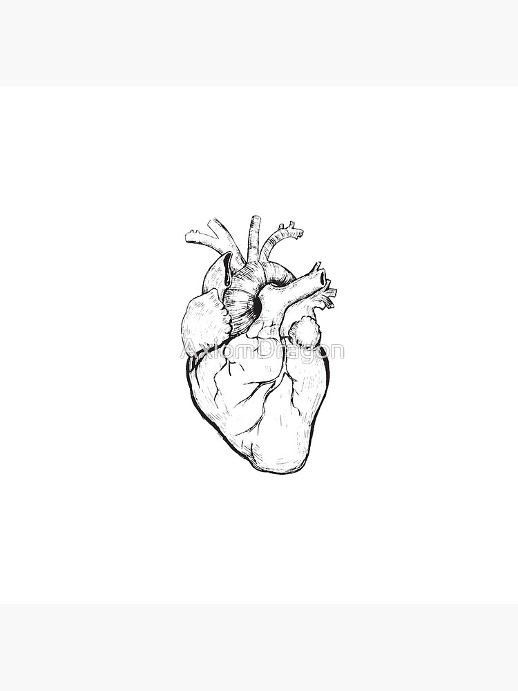 Póster «Corazón anatómico - Partes del cuerpo - Colección de anatomía ...