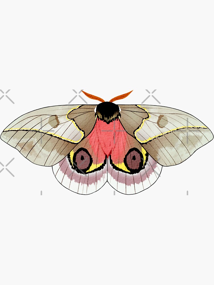 "Automeris Frankae Moth - Cottagecore Nature Aesthetic Moths" Sticker ...