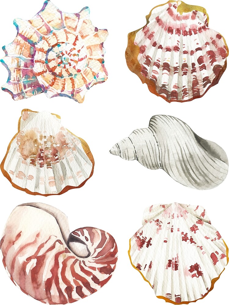 "Sea Shells Grid" Poster for Sale by AsinusAS | Redbubble